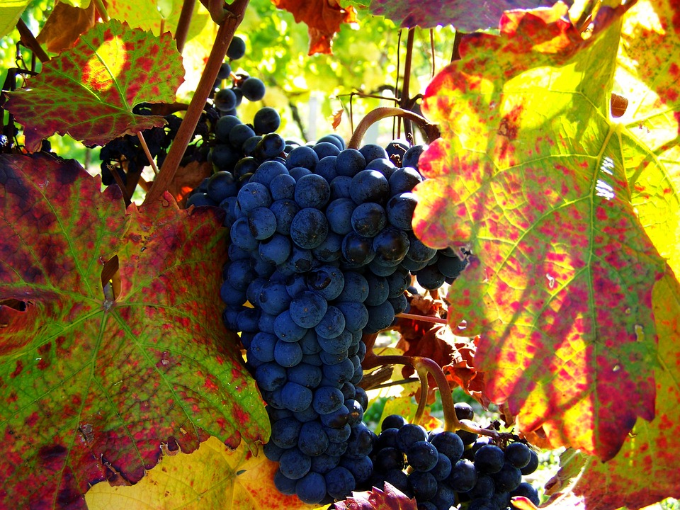 grapes 1 – Short Prose